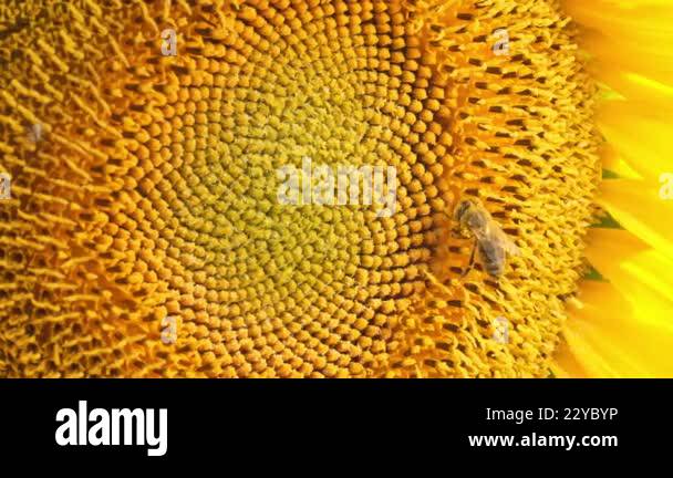 Macro view of bees on yellow sunflower collecting nectar. Amazing ...