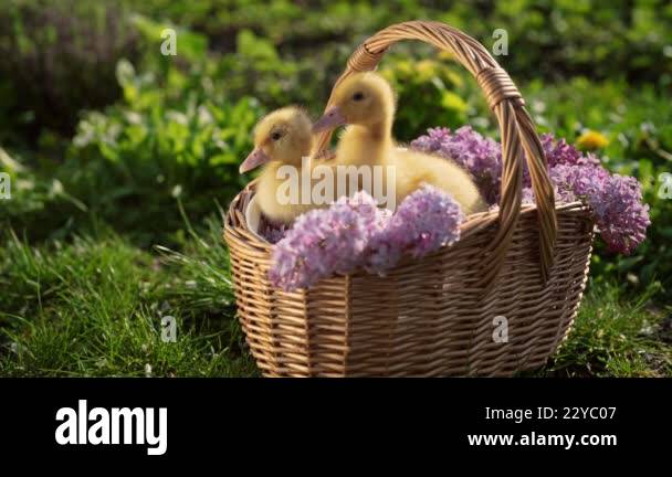 Cute little yellow ducklings sitting in wicker basket with lilac ...