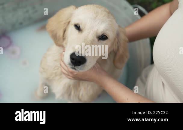 Woman owner washes golden retriever puppy in summer garden in bath with ...