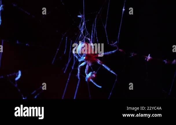 Menacing, giant spider sits motionless in its web under moonlight ...