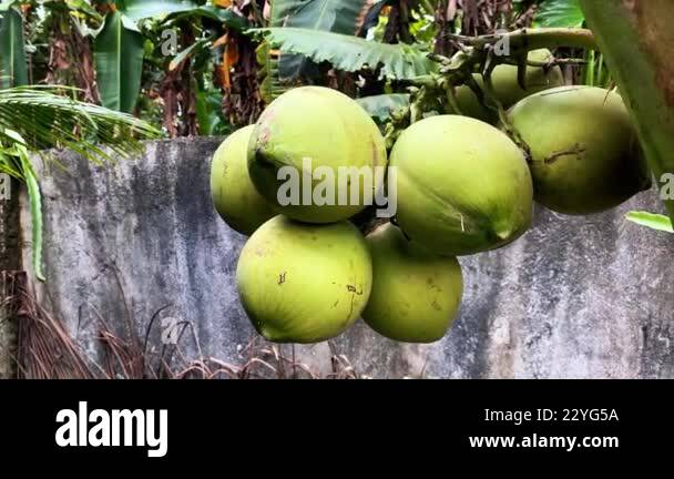 large coconuts on a palm tree close-up Stock Video Footage - Alamy
