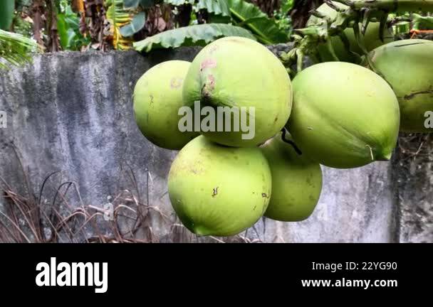 large round green Philippine coconuts on a coconut tree close-up Stock ...