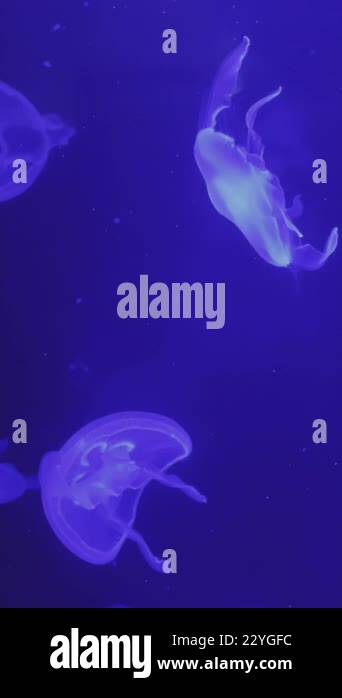 A beautifully serene display of translucent jellyfish gracefully ...