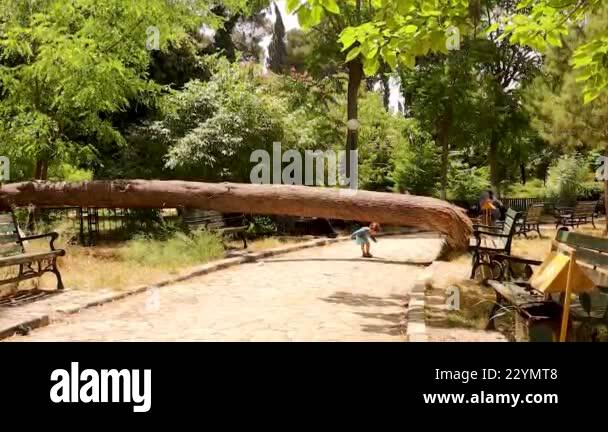 Little child joyfully discovers they can pass under a fallen tree in ...