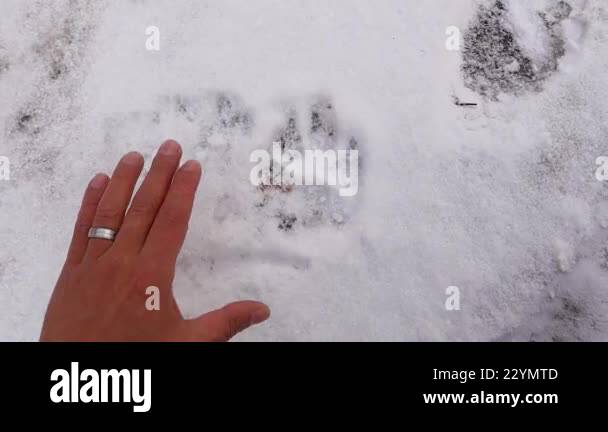 Captivating close-up of a Turkish Kangal dog's paw print in pristine ...