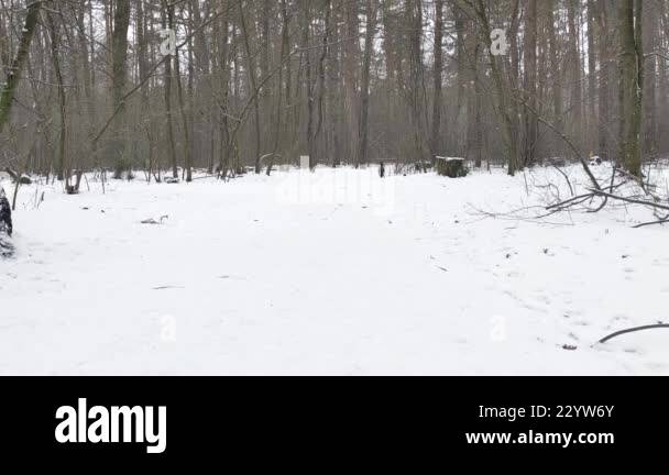 Winter snowy icy border Stock Videos & Footage - HD and 4K Video Clips ...