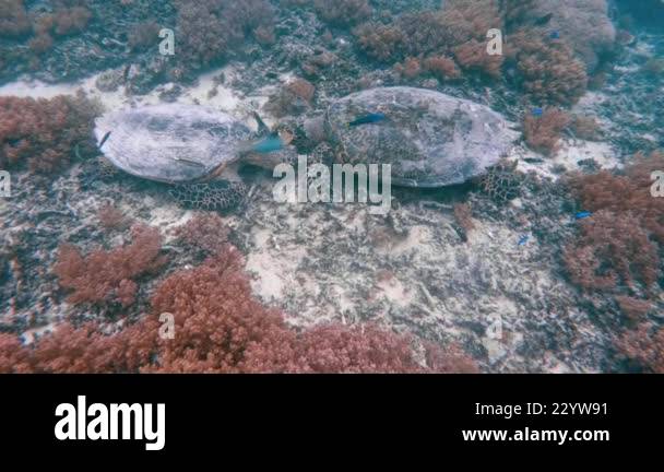 Wildlife Sea Turtle Swim in Coral Water Ocean. Beautiful Hawksbill ...