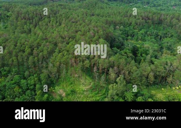 Aerial footage of a beautiful and dense pine forest area in a hilly ...