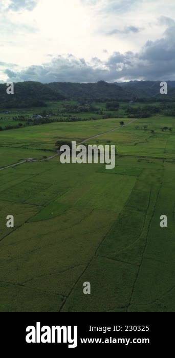 Aerial portrait footage showing a panorama of vast green rice fields ...
