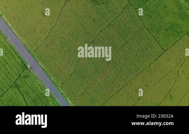 4k aerial footage shows a panorama of a large green rice field ready ...