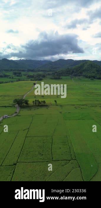 Aerial portrait footage showing a panorama of vast green rice fields ...