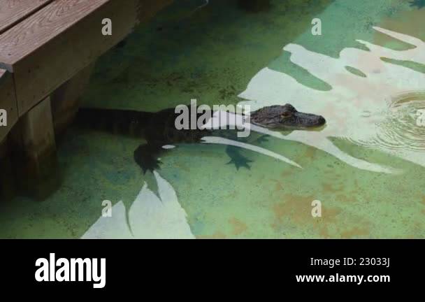 Several juvenile alligators swim in a gator farm in Florida, USA. The ...