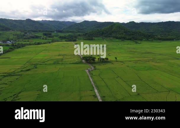 4k aerial footage shows a panorama of a large green rice field ready for harvest with a small ...
