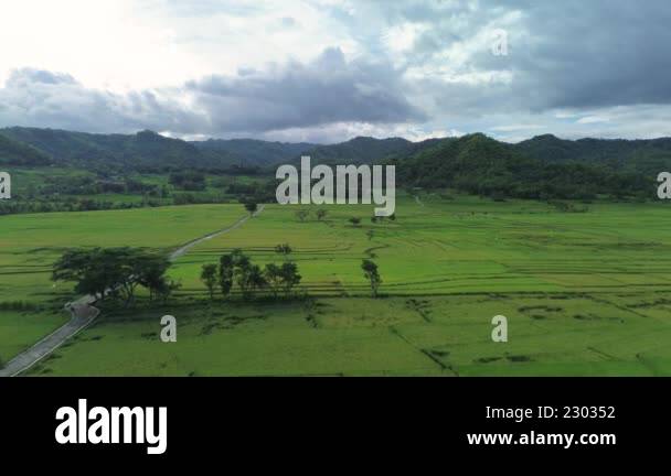 4k aerial footage shows a panorama of a large green rice field ready ...