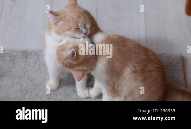Two affectionate cats engage in mutual grooming, strengthening their ...