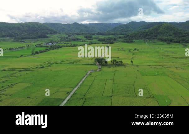 4k aerial footage shows a panorama of a large green rice field ready ...