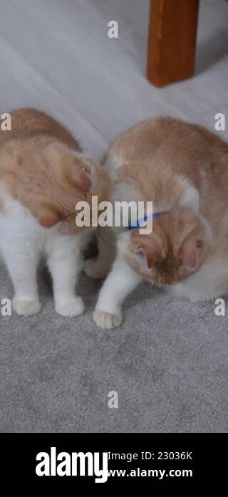Two cream-colored exotic shorthair cats cleaning each other on a gray ...