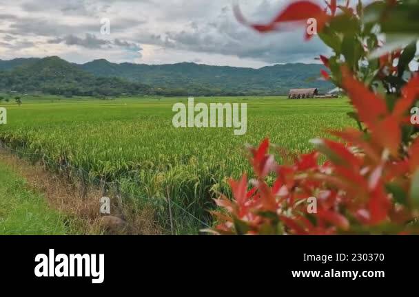 4k footage of a very large rice field area with a small road in the ...