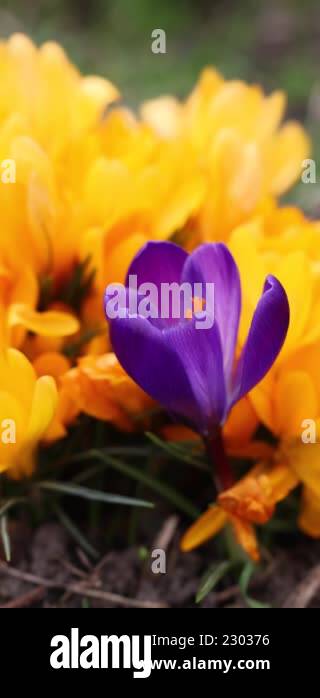 Vibrant purple crocus emerging amid golden yellow crocuses, capturing ...