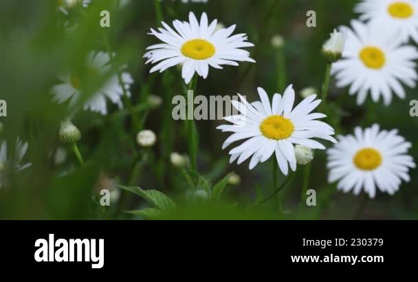 Delicate white oxeye daisies moving softly with windswept grace ...