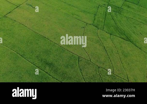 4k aerial footage shows a panorama of a large green rice field ready for harvest with a small ...