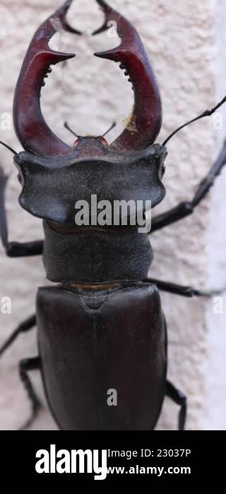 Large stag beetle gently shifting antennas and legs while standing ...