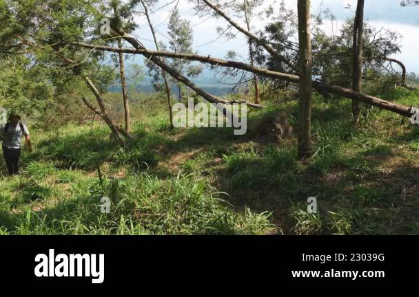 Solo adventurer Walk through the beautiful and green forest while ...