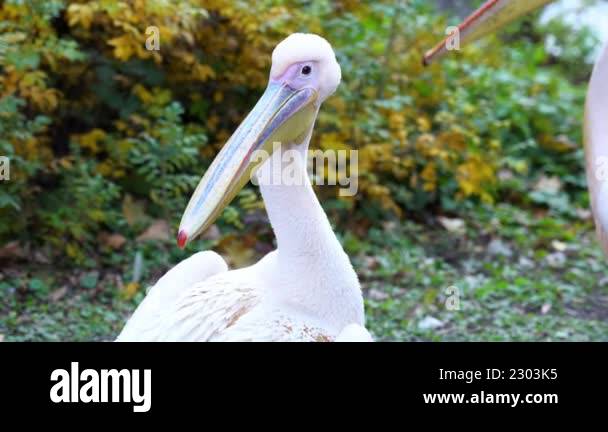 pink pelican stands in the forest in nature and looks at the camera ...