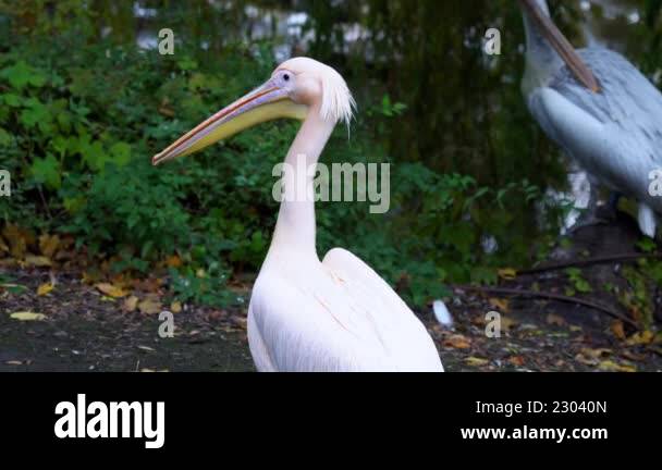 pink pelican stands in the forest in nature and looks at the camera ...