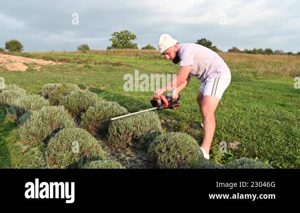 A man uses a hedge trimmer to shape neatly planted shrubs. The setting ...