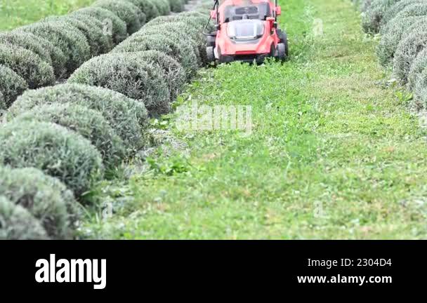 Mowing the grass between the rows of lavender with a lawn mower, a man ...