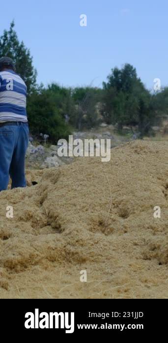 men foraging on a pile of yellow hay, workers in the hay collection ...