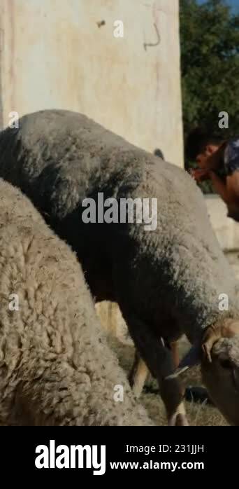 Sheep drinking water, The flock of sheep watering in the fountain rests ...
