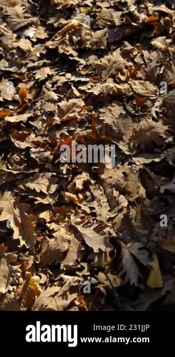 Image of fallen brown leaves, in autumn the dried leaves of the trees ...