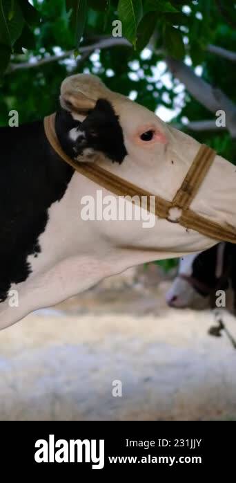 Cow-loving farmer videos, image of cow tied to tree with rope, petting ...