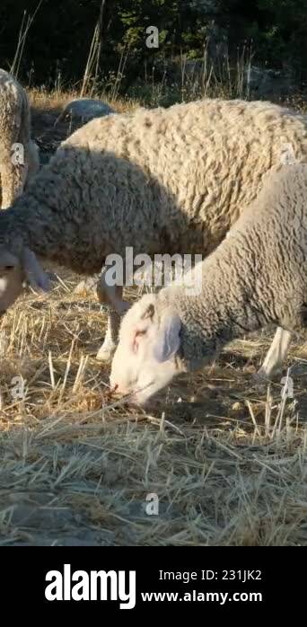 flock of sheep and ram eating from the ground, woolly lambs roam ...