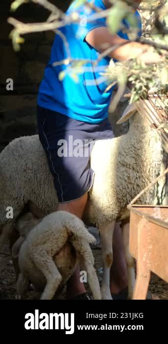 Young shepherd looking after sheep , baby care and feeding, livestock ...