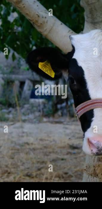 Close-up calf, small cow tied to tree, calf playing, natural village ...