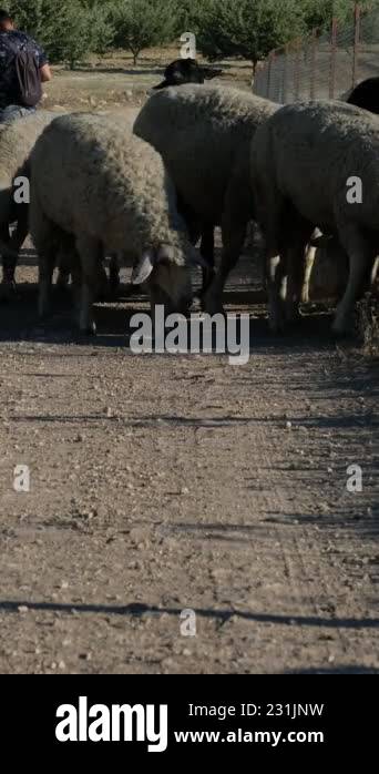 rams walking in dirt road, flock of sheep, grazing animals, woolly ...