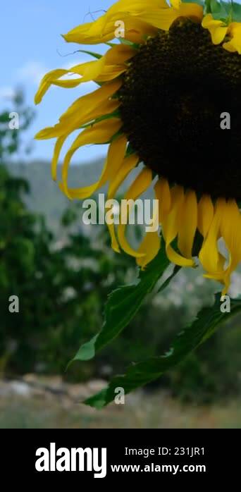 Sunflower swaying wind, yellow flower image in nature, climate crisis ...