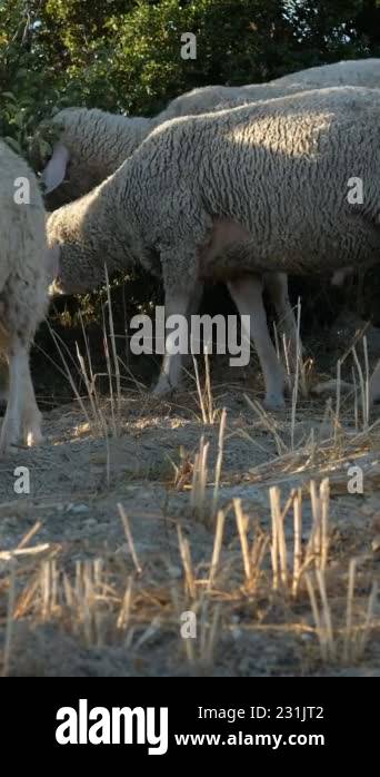 grazing animals, woolly lambs roaming together, animals produced for ...