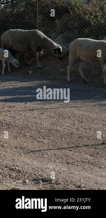rams eating grass on the ground, flock of sheep, grazing animals ...