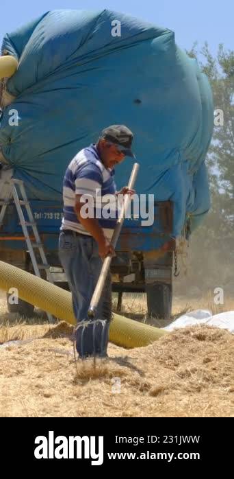 Workers in the hay collection business, tidying up a pile of yellow ...