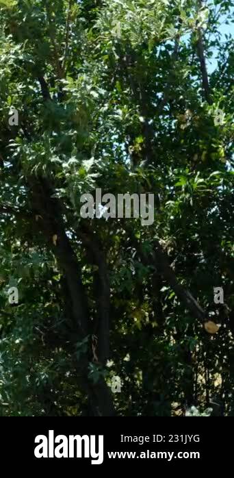 Man cutting wood with chainsaw forest, man cutting wood with chainsaw ...