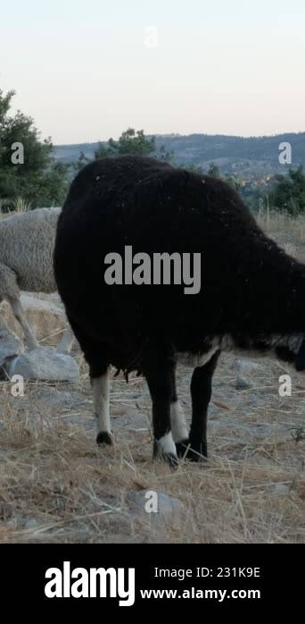 sheep walking on the mountain, woolly lambs roam together, animals ...