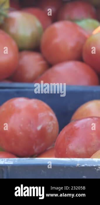 Agritourist picking tomatoes, people put red colored tomatoes in the ...