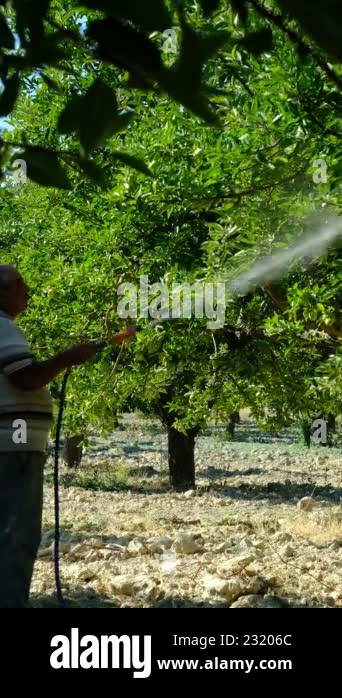 man farmer spraying to apple tree, horticultural care, spraying green ...