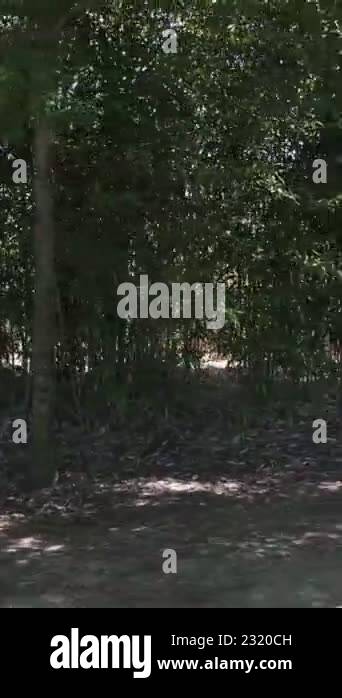 Young man exploring in the forest, student walking through the trees ...