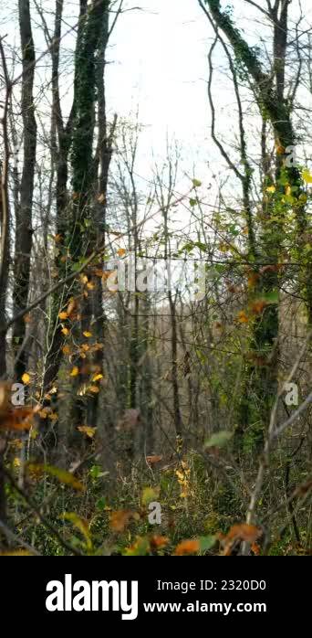 Young man in jacket trying to walk through fallen trees and bushes in ...