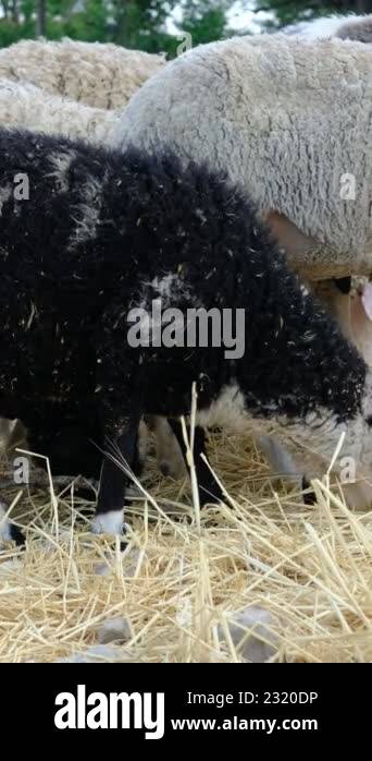 Grazing black lamb ,flock of woolly sheep eating forage on the mountain, agriculture and ...